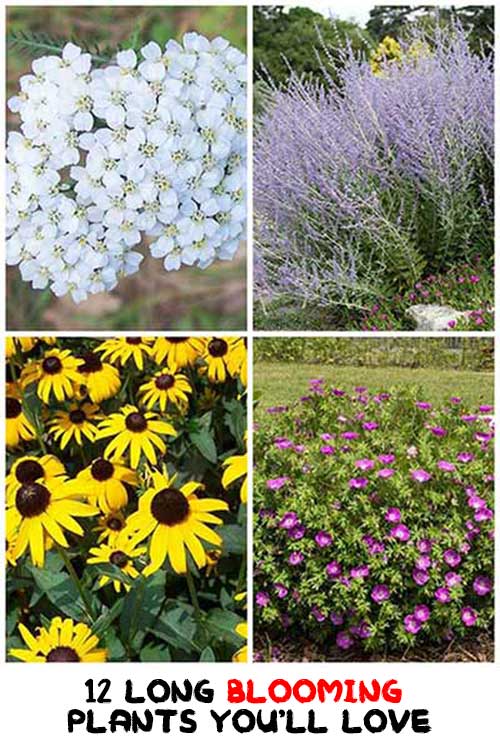 12 Long Blooming Plants You’ll Love - Home Garden DIY