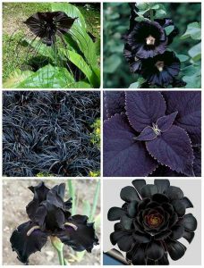 15 Best Black Flowers To Add Depth And Drama To Your Garden - Home ...