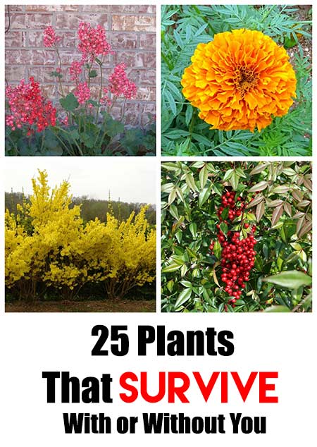 25 TOP Plants That Survive With or Without You - Home Garden DIY