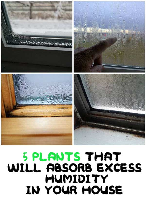 5 Plants That Will Absorb Excess Humidity in Your House - Home Garden DIY