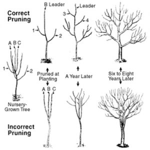 When To Prune Trees - Home Garden DIY