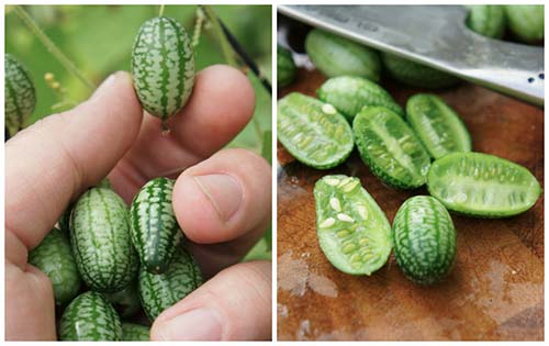 How To Grow Cucamelons - Home Garden DIY