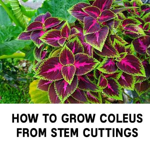 How to Grow Coleus From Stem Cuttings - Home Garden DIY