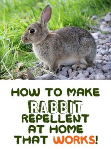 How to Make Rabbit Repellent At Home That WORKS! - Home Garden DIY