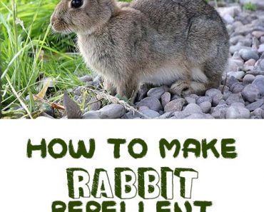 How To Make The BEST Homemade Rabbit Repellent - Home Garden DIY