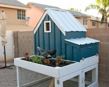 Cooling Treat Recipes For Chickens - Home Garden DIY