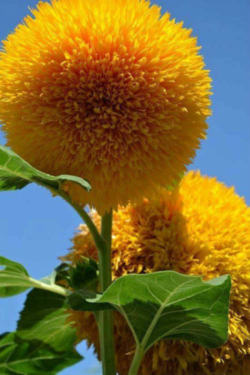 Grow Teddy Bear Sunflowers This Year - Home Garden DIY