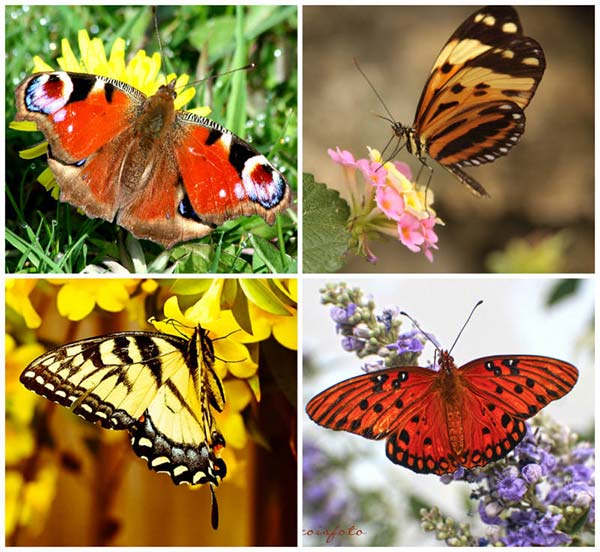 Want to Attract Butterflies? You Need These 8 Plants! - Home Garden DIY