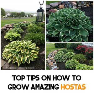 Tips on How to Grow Amazing Hostas - Home Garden DIY