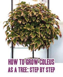 How To Grow Coleus As A Tree: Step By Step - Home Garden DIY