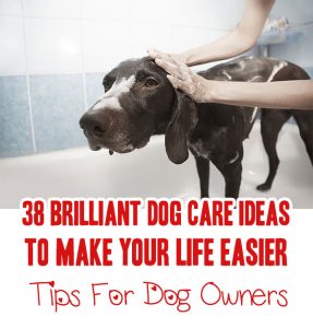 38 Brilliant Dog Care Ideas To Make Your Life Easier - Home Garden DIY