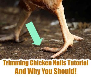 Trimming Chicken Nails Tutorial And Why You Should! - Home Garden DIY