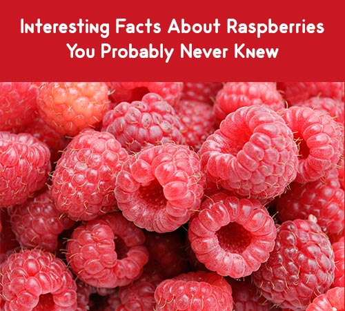 Interesting Facts About Raspberries You Probably Never Knew - Home ...