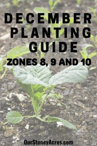 What to Plant in December Zone 8, 9 and 10 - Home Garden DIY