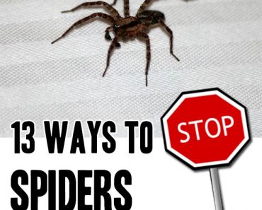 13 Natural Ways to Rid Your House of Spiders - Home Garden DIY