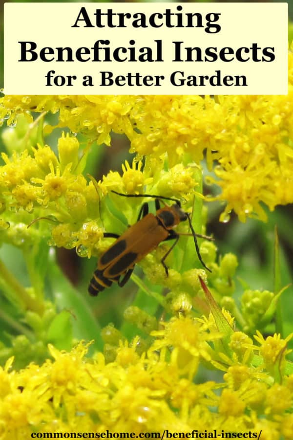 Attracting Beneficial Insects to Help Your Garden Thrive - Home Garden DIY