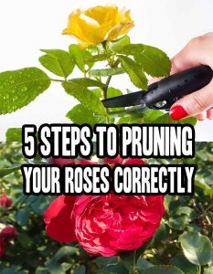 5 Steps to Pruning Your Roses Correctly - Home Garden DIY