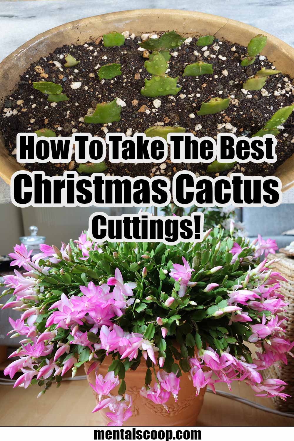 How To Take Cuttings From A Christmas Cactus - Home Garden DIY